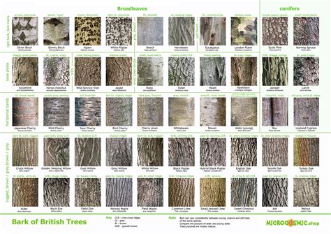 Tree Bark Poster Download Microcosmic