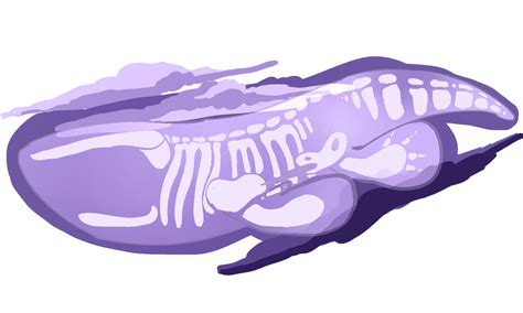 Ghost Whale By Abyssallime On Deviantart