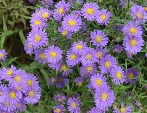 Blue Aster