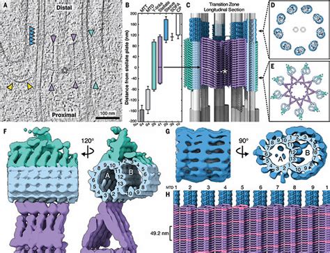 In Situ Architecture Of The Ciliary Base Reveals The 43 Off