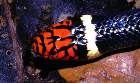10 Facts About The Aquatic Coral Snake Snake Radar