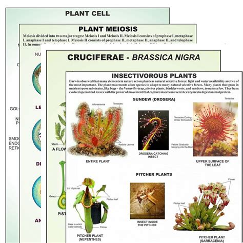 Angiosperms Charts Fossil Plants