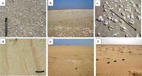 Bioclastic Sediment And Sand Sheet Facies A B Accumulation Of
