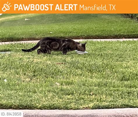 Mansfield Tx Stray Cat Found Near Morningside Pawboost