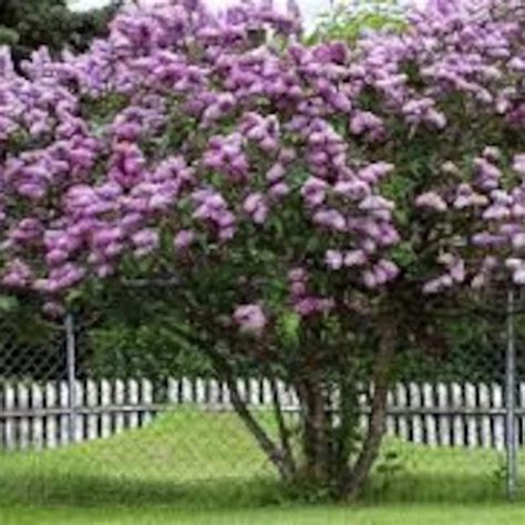 Lilac Essential Oil Etsy