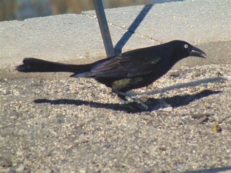 Common Grackle Life On Csg Pond