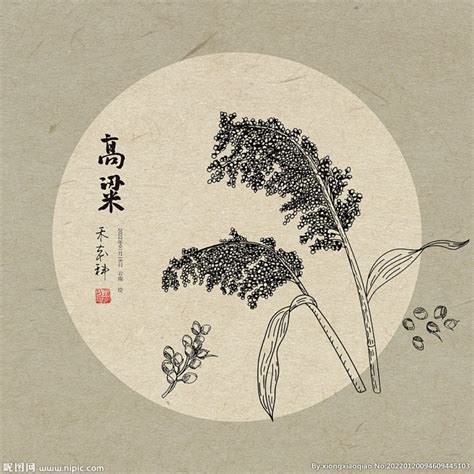 手绘高粱 花瓣网