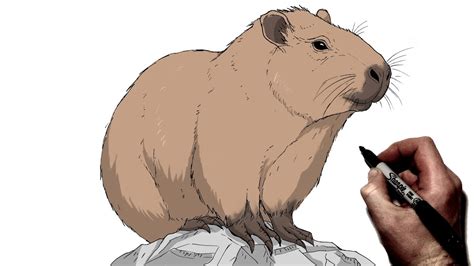 How To Draw A Capybara Realistic Step By Step Guide