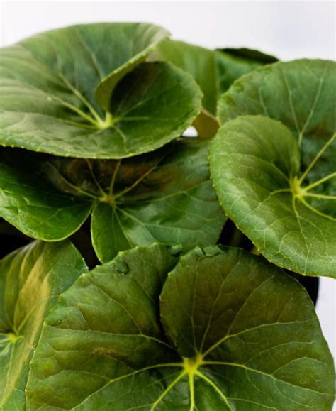 Farfugium Japonicum Gigantea Giant Leopard Plant Ligularia
