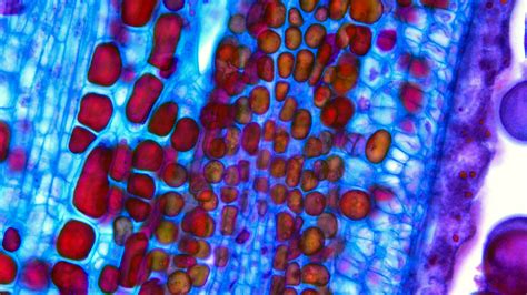 Brightfield Martin Microscope