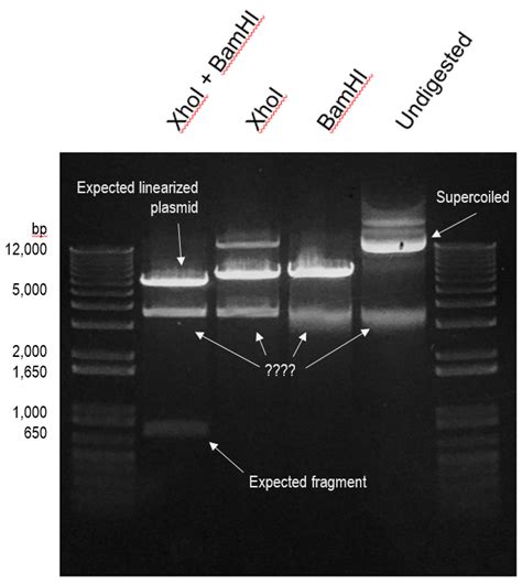 What Is This Extra Band On Plasmid Gel Researchgate