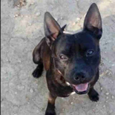 Joe 2 Year Old Male Staffordshire Bull Terrier Cross French Bulldog
