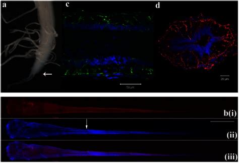 A Dissection Of A P9 Ft Fixed In 4 Formaldehyde The Arrow Indicates