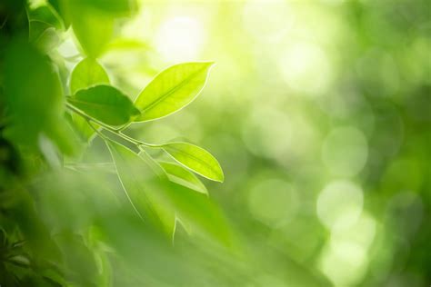 Tree Root Management Controlling Supporting Healthy Roots