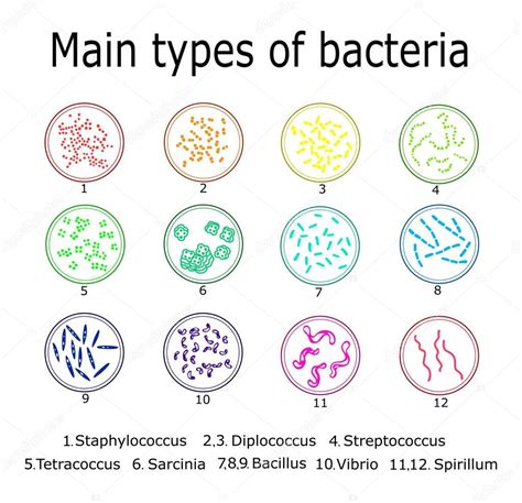 Los Principales Tipos De Bacterias 2024
