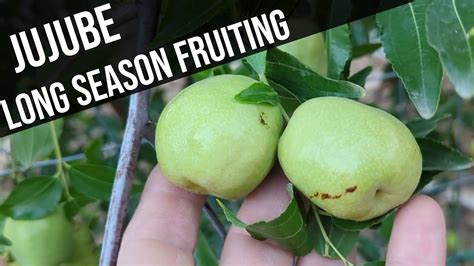Jujube Long Season Growth Great Desert Growing Fruit Tree 3rd Year In