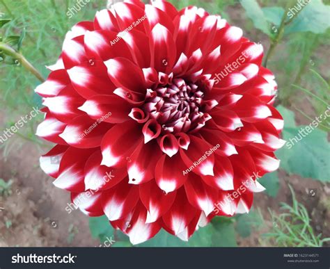 Top 999 Indian Flowers Images With Names Amazing Collection Indian