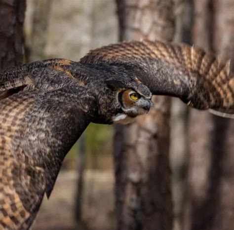 10 Hawks In Missouri Birdwatching Central