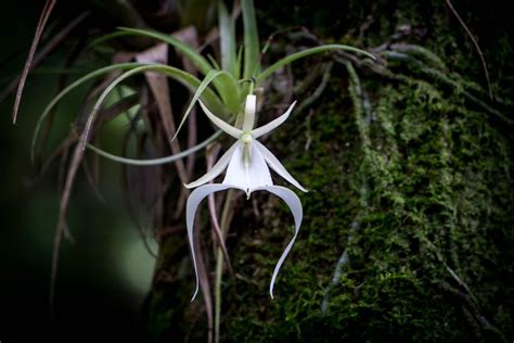 Homestead Stories The Ghost Orchid • Insteading