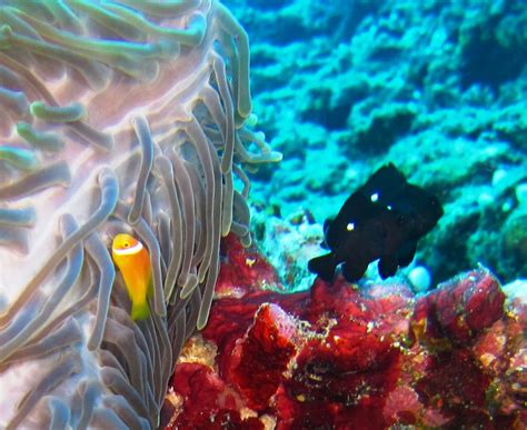 Cybercaptain Diving Nassimo Thila