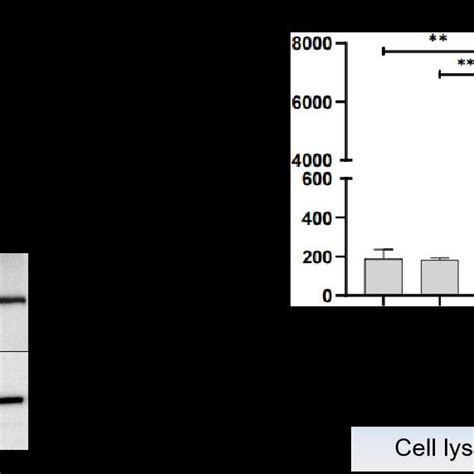 Mrna Loaded Exosomes Deliver Functional Sars Cov 2 Rbd Download