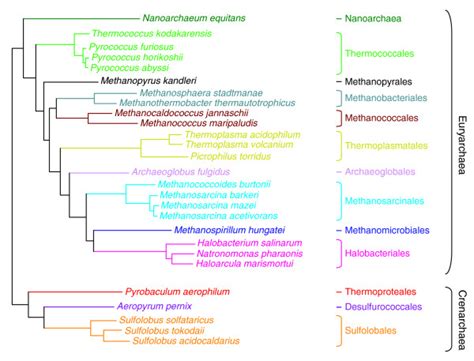 Phylogeny Of The Archaea Whose Genomes Have Been Analyzed In This