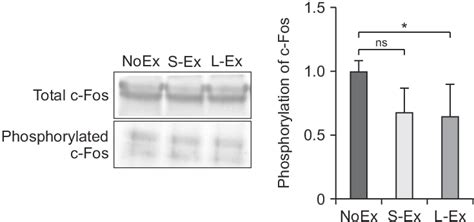 Long Term Exercise Increased The Phosphorylation Of C Fos At The Download Scientific Diagram