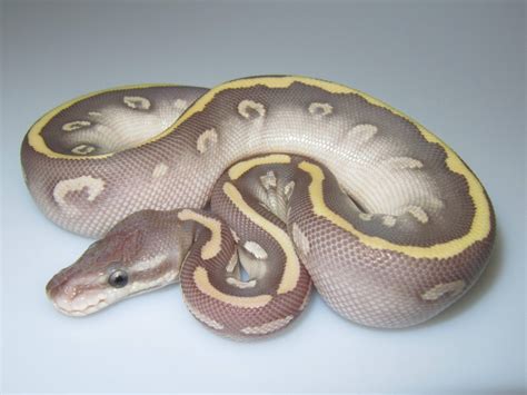 Morph List World Of Ball Pythons