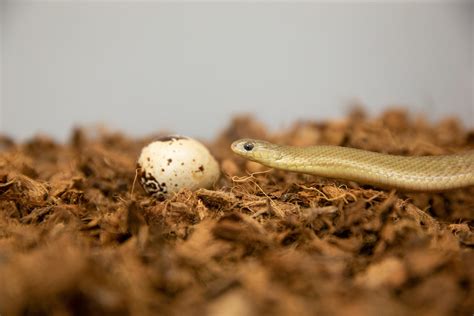 These Snakes Are The True Eating Champions Not Burmese Pythons