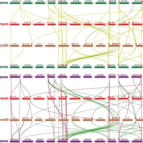 Collinearity Analysis Of Tps Genes In Tetraploid And Diploid Gossypium