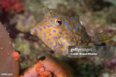 Cow Fish Photos And Premium High Res Pictures Getty Images
