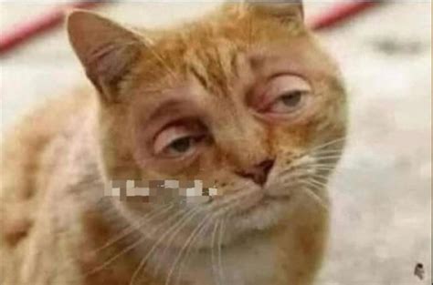 30 Funniest Funny Face Memes To Make You Laugh