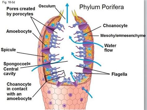 Amoebocytes