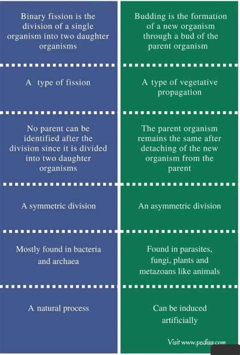 What Are The Difference Between Binary Fission And Budding Brainly In