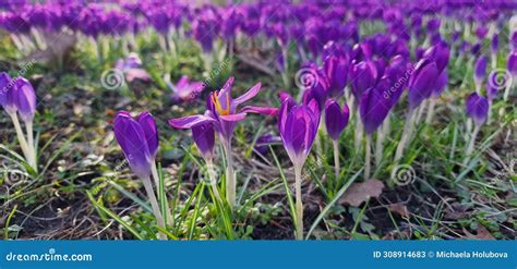 Spring Flower Bed In City With Violet Crocuses Peaking From The Ground