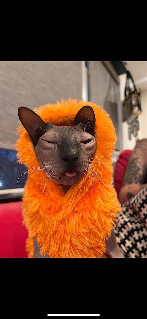 How “chatty” Is Your Sphynx R Sphynx