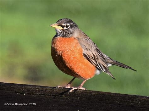 Red Chest Robin At Mark Cox Blog