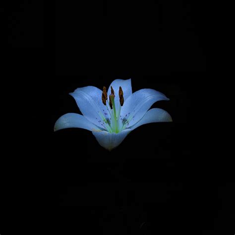 Lilly Floating Flower Single Free Photo On Pixabay