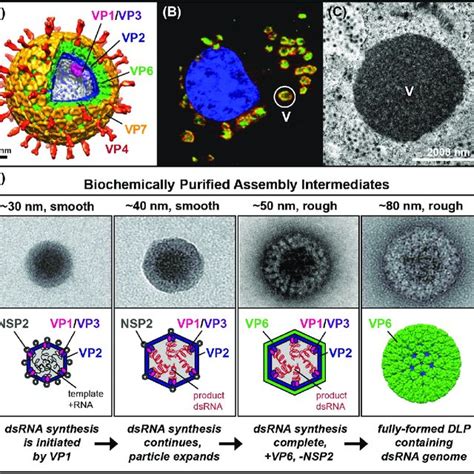 Pdf Rotavirus Genome Replication Some Assembly Required