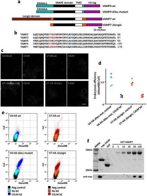 A Schematic Diagrams Of The Wild Type And Mutant Constructs B Download Scientific Diagram