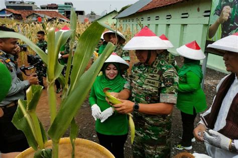 Panen Raya 1000 Kg Intip Kiat Tni Sukses Bertani Jagung Di Jakarta Pusat