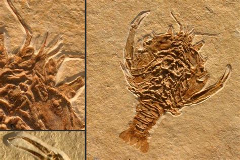 Eichstätt And Solnhofen Fossils The Jurassic World The Lithographic Limestone