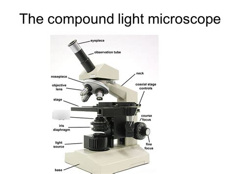 Microscope Parts And Functions Diagram Quizlet