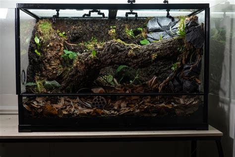 Dart Frog Vivarium Archives Monmouthfrogs