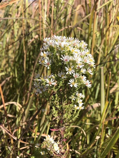 Wisconsin Wildflower Heath Aster Symphyotrichum Ericoides