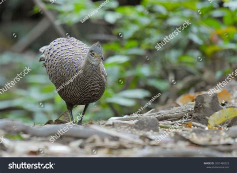 Grey Peacockpheasant Burmese Peacockpheasant Polyplectron Bicalcaratum