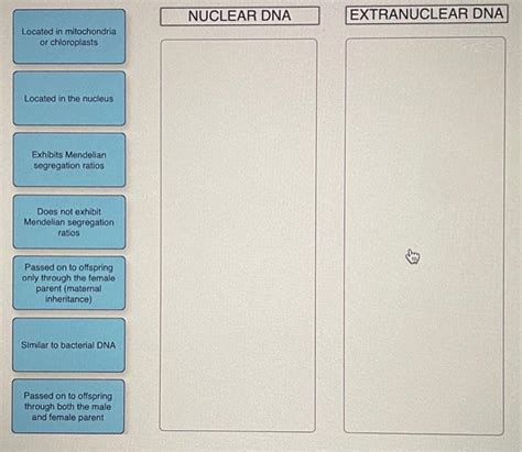 Solved NUCLEAR DNA EXTRANUCLEAR DNA Exhibits Mendelian Chegg Com