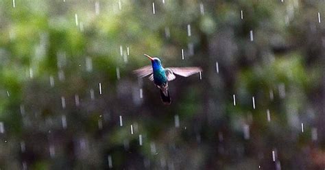 I Usually Only Share My Birding Pics In Rbirpics But This Broad Billed