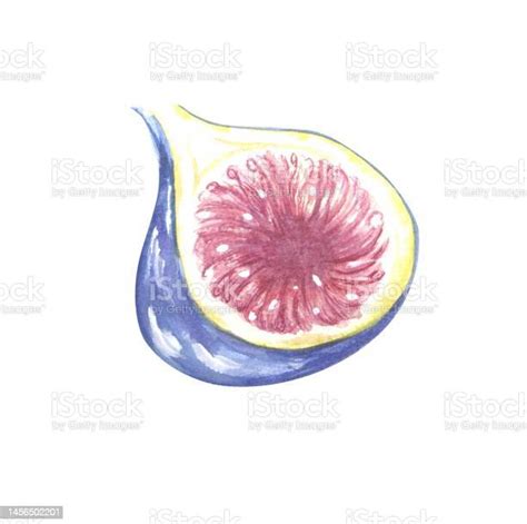 흰색 배경에 무화과의 수채화 구성입니다 래스터 프로젝트 상품 엽서 상표의 요소로 사용할 수 있습니다 0명에 대한 스톡 벡터 아트 및 기타 이미지 Istock
