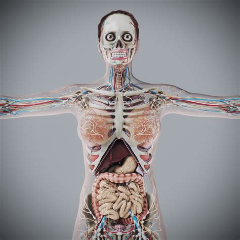 3d Human Male And Female Complete Anatomy 3d Model Download And Buy